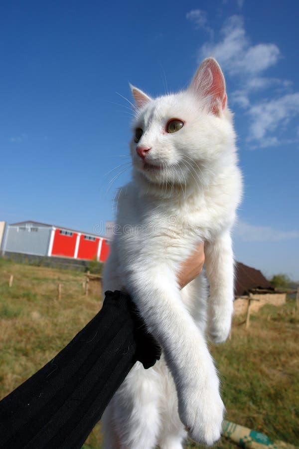 Van cat statue in Igdir stock photo. Image of rare, pussycat - 86004742