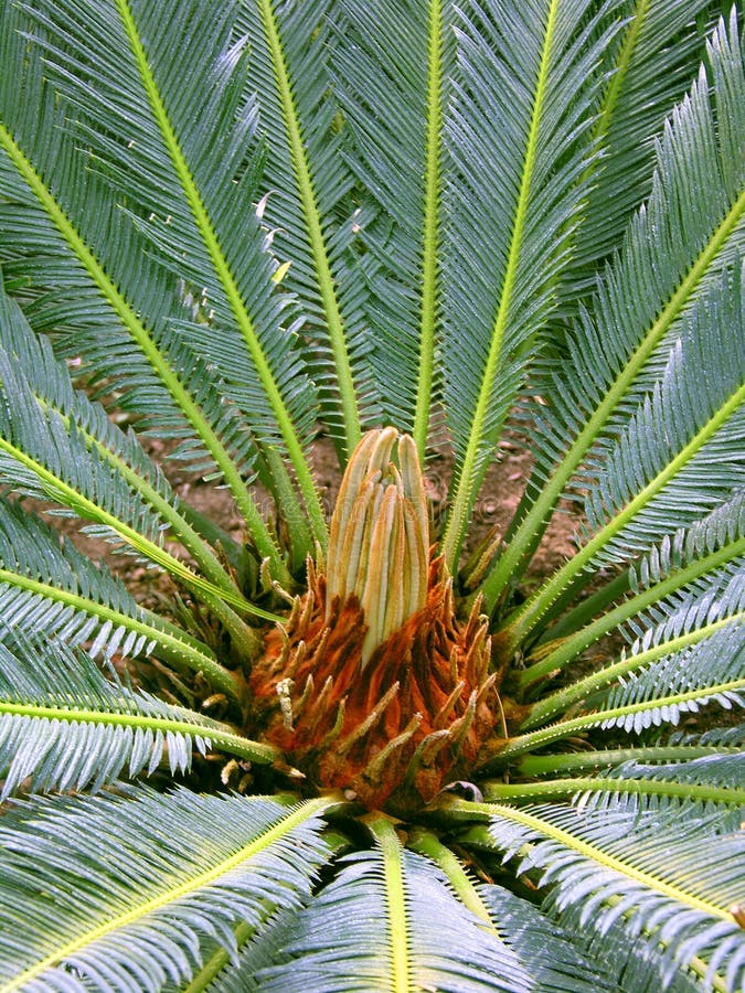 Van Cycad (cycas) De Installatie Stock Foto - Image of merg, tuinieren ...
