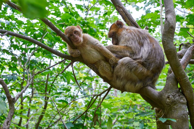 De Apen Van Barbarije in Cedar Forest Dichtbij Azrou, Noordelijk ...