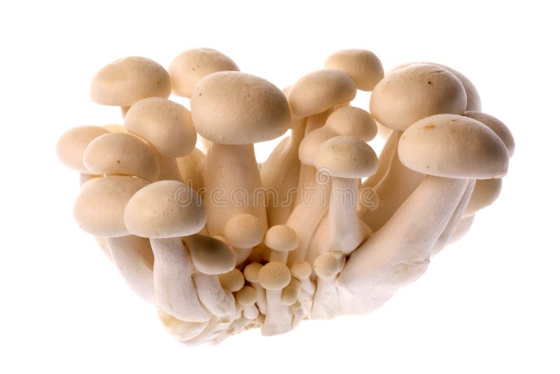 De Paddestoelen Van De Beuk, Witte Paddestoel Shimeji Op Wit Stock ...