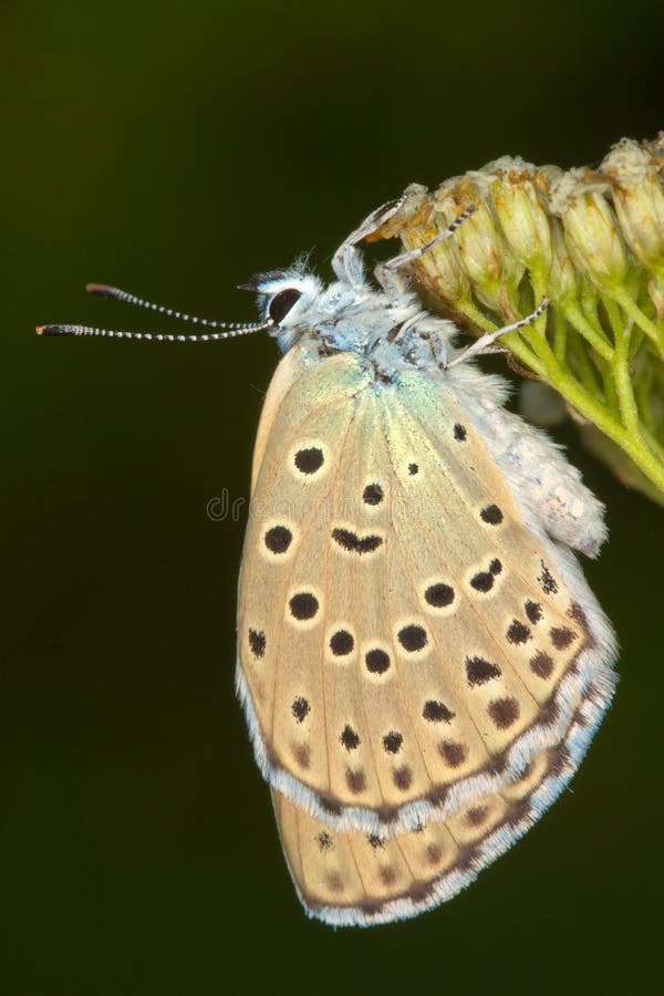 Van Phengaris (Maculinea) Alcon De Close-up/ Stock Foto - Image of ...