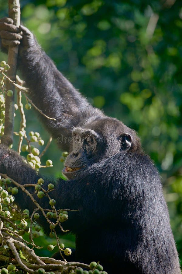 Schimpans Kibale Skog, Uganda Fotografering för Bildbyråer - Bild av ...