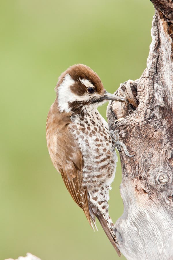De Specht Van Arizona (Picoides-arizonae) Op Een Voeder Stock ...