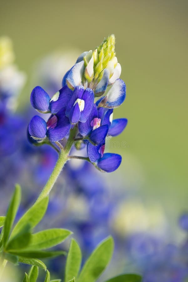 Van Texas Bluebonnet (Lupinus Texensis) De Bloem Stock Afbeelding ...