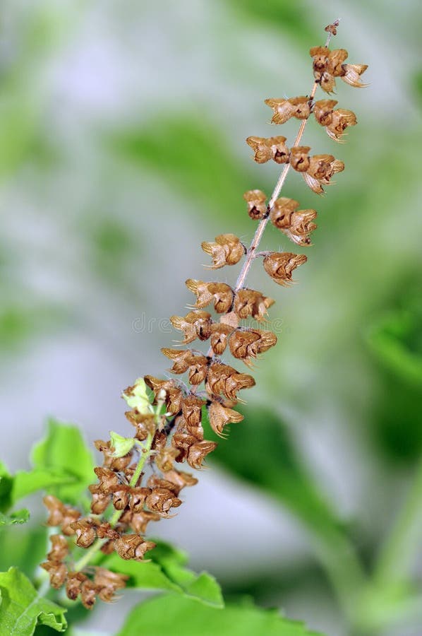 Van Tulsi (basilicum) De Zaden Stock Foto - Image of samenvatting ...