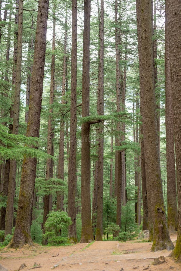 Van Vihar Forest in Manali stock image. Image of historic - 158337167
