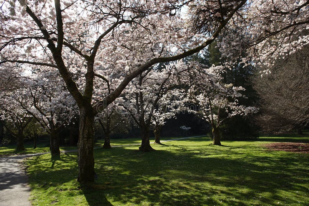Spring is in the air! stock photo. Image of spring, vancouver - 178656176