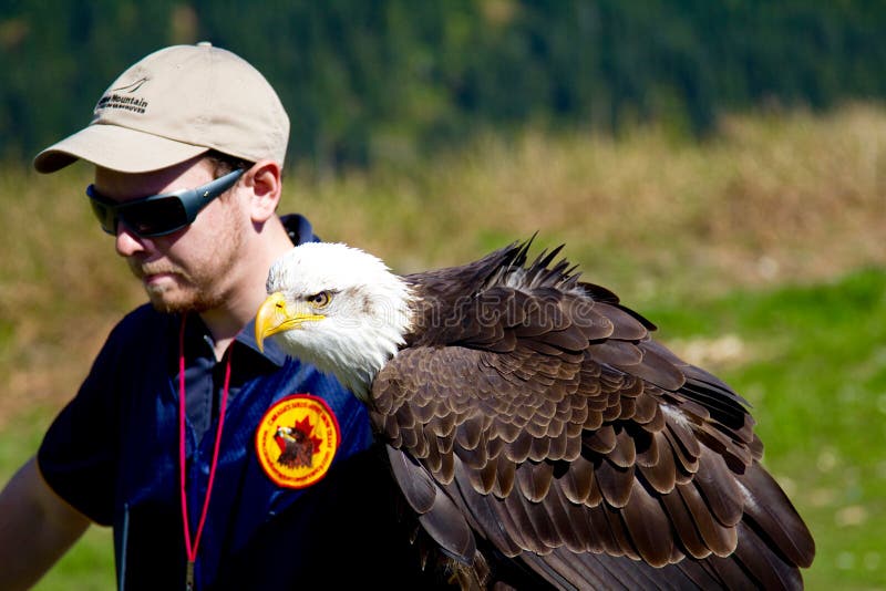 VANCOUVER, CANADA - JUNE 12, 2010: a Handler with a Trained Bald Eagle ...