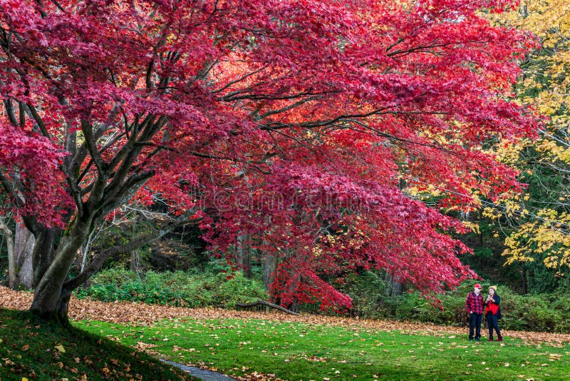 VANCOUVER, CANADA - OCTOBER 27, 2019: Nig Red Autumn Tree in Stanley ...