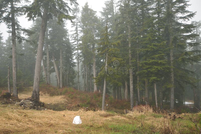 Vancouver forest stock photo. Image of green, spring - 61796424