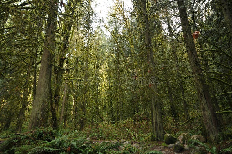 Vancouver forest stock photo. Image of moss, pine, light - 61796648
