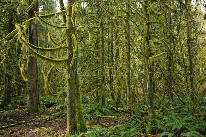 Vancouver forest stock photo. Image of spring, humid - 61796976