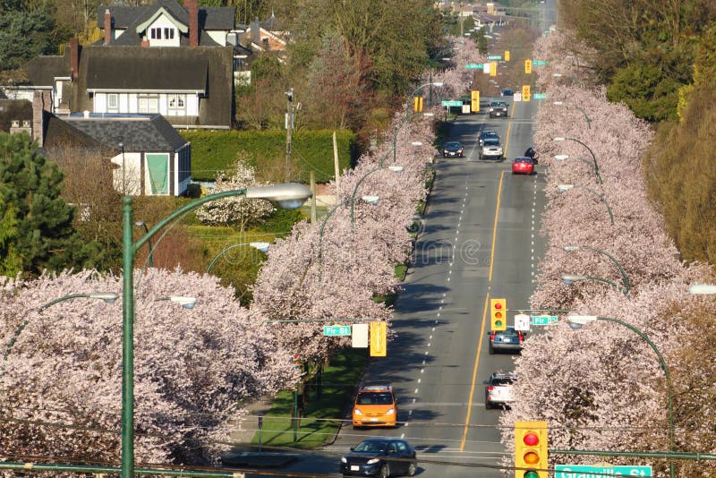 Vancouver Spring Cherry Blossoms Stock Photo - Image of flower ...