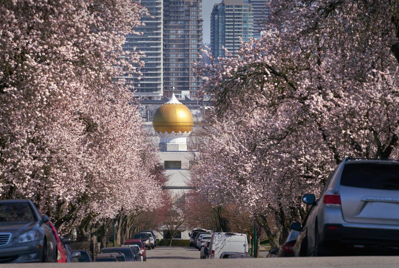 Vancouver Spring Cherry Blossoms Stock Photo - Image of flower ...