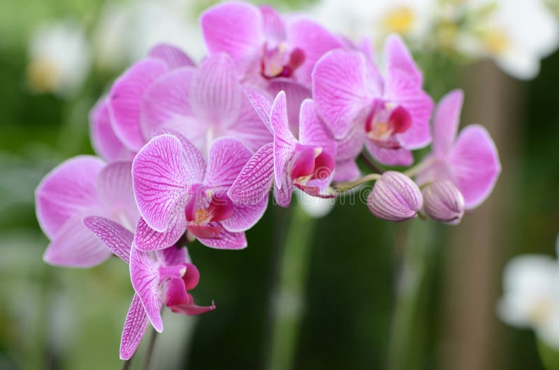 Vanda stock image. Image of flowers, vanda, organisms - 21519363
