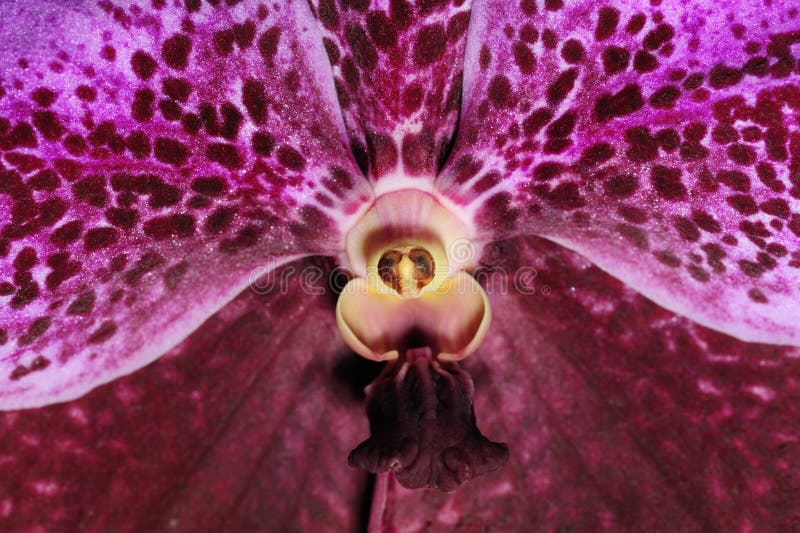 Vanda Close Up stock photo. Image of flora, colorful - 14395678