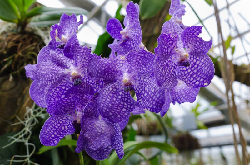 Blue vanda stock photo. Image of closeup, flower, thailand - 36062552