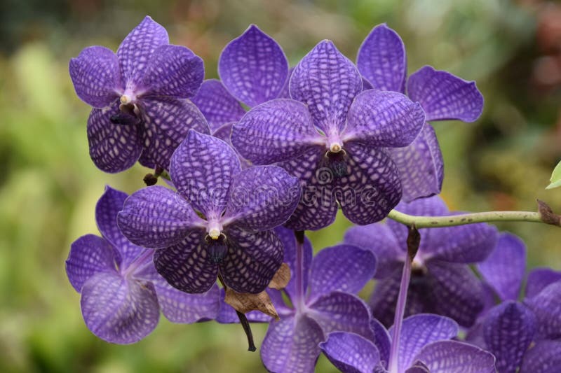 Vanda Coerulea Comúnmente Conocida Como Orquídea Azul Foto de archivo ...