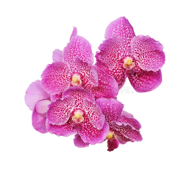 Vanda Coerulea Isolated on the White Background Stock Photo - Image of ...