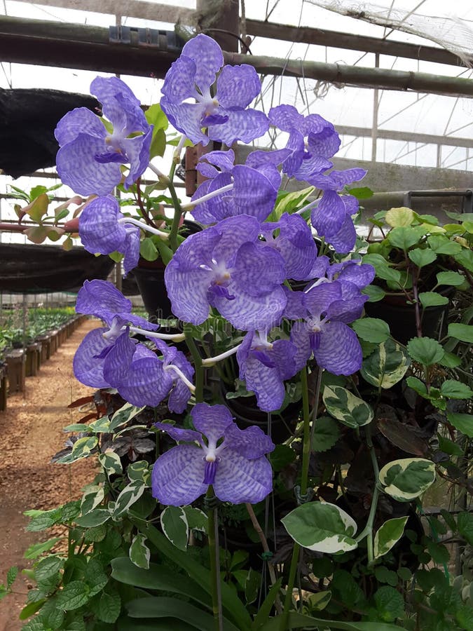 Vanda - Flor Azul Do Orchind Imagem de Stock - Imagem de problemas ...