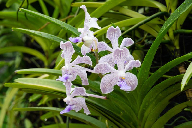 Vanda Mimi Palmer Orchid Flower in Singapore Stock Image - Image of ...