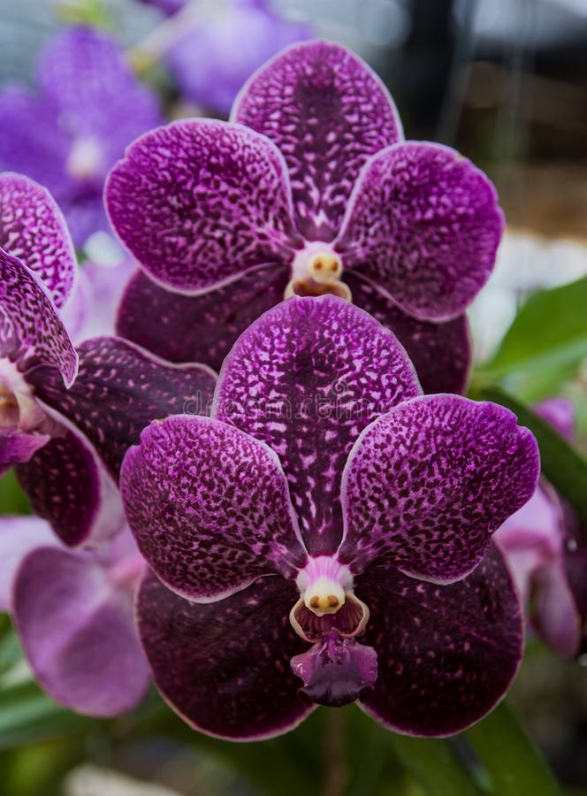 Vanda Orchid. stock image. Image of decoration, houseplant - 42854153