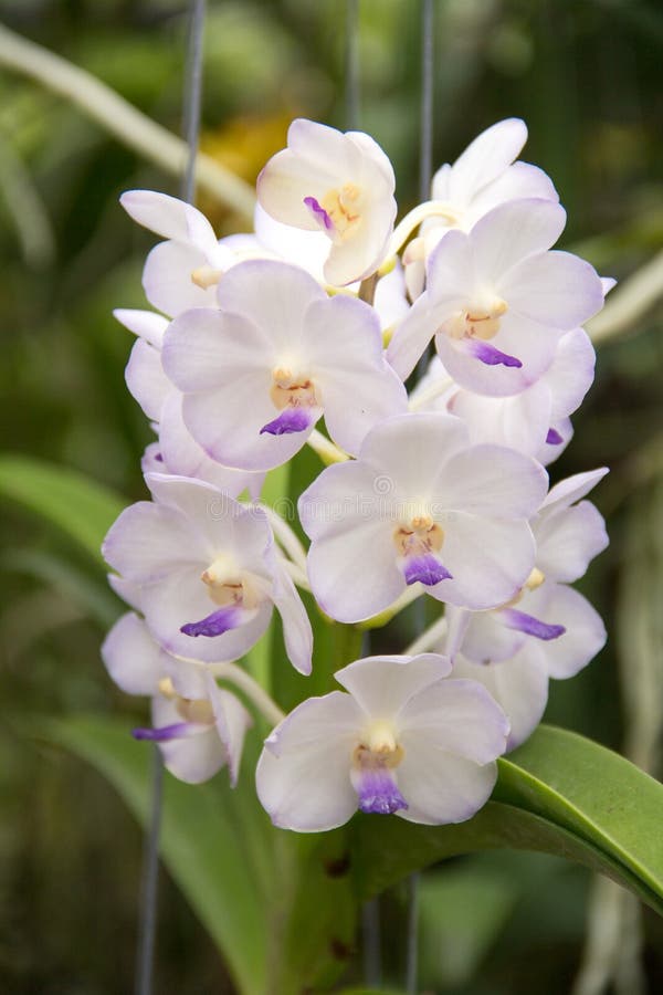Vanda Orchid stock photo. Image of leaf, natural, elegant - 67586508