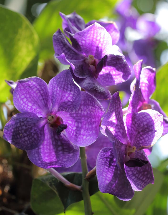 Vanda orchid flower. stock photo. Image of exotic, decorative - 85848002