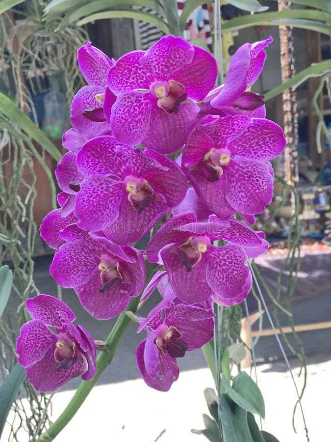 Pink Vanda orchid flowers. stock image. Image of blur - 188113045