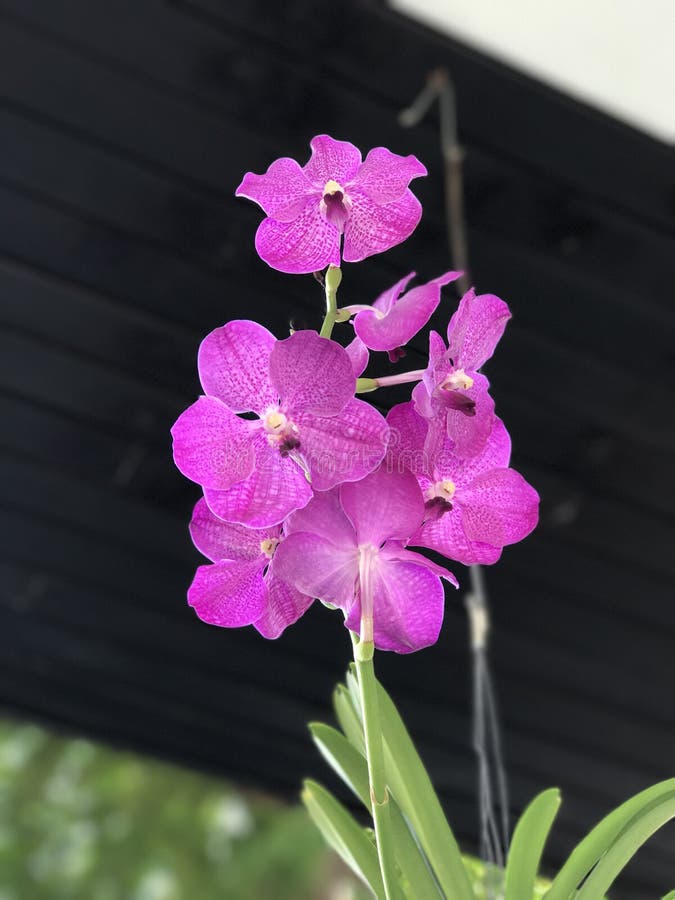 Pink Vanda orchid flowers. stock image. Image of blur - 188113045