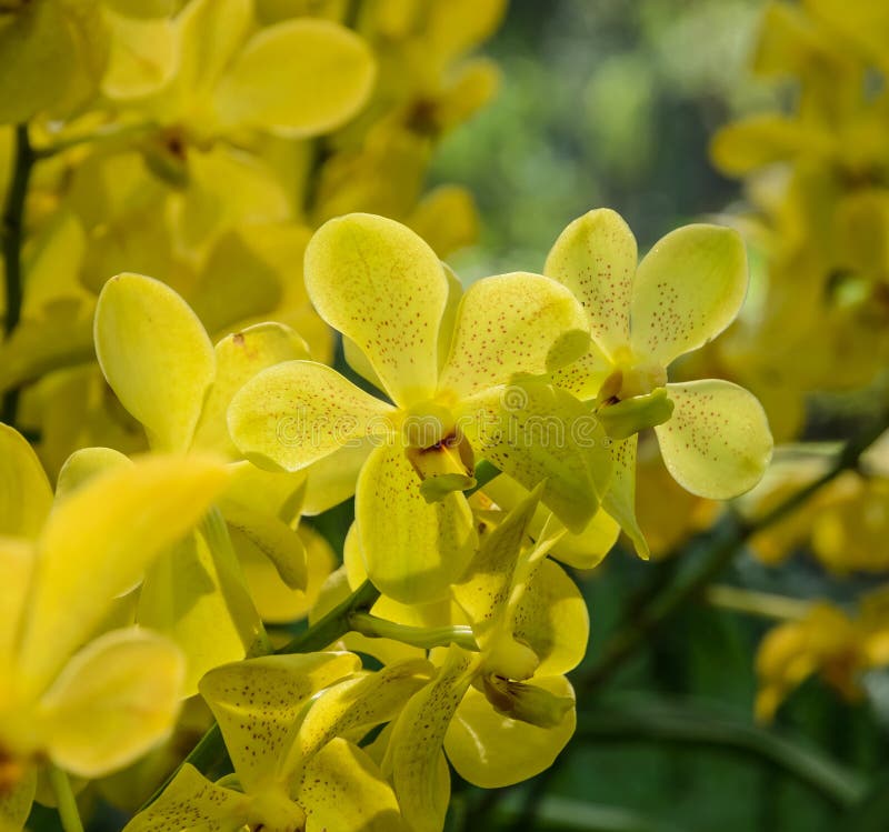 Vanda orchid stock image. Image of plant, floral, closeup - 36355773