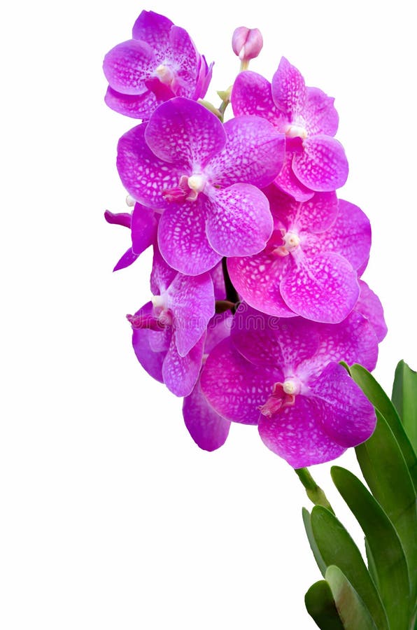 Vanda stock photo. Image of beautiful, decorative, plant - 50234384