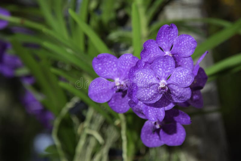 Vanda Purple Orchid with Leaves on the Tree Stock Image - Image of ...
