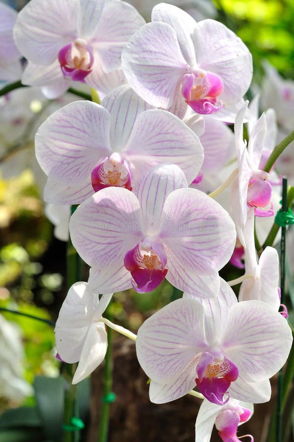 Vanda spp. stock image. Image of floral, branch, flower - 28987953