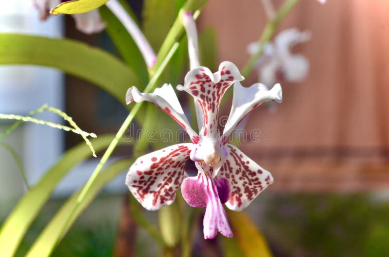 Vanda Tricolor Orchid stock image. Image of petal, house - 266485555