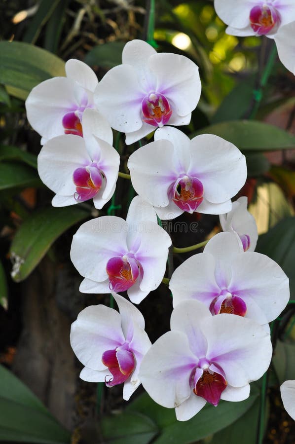 Vandia stock image. Image of gene, environment, class - 49025653