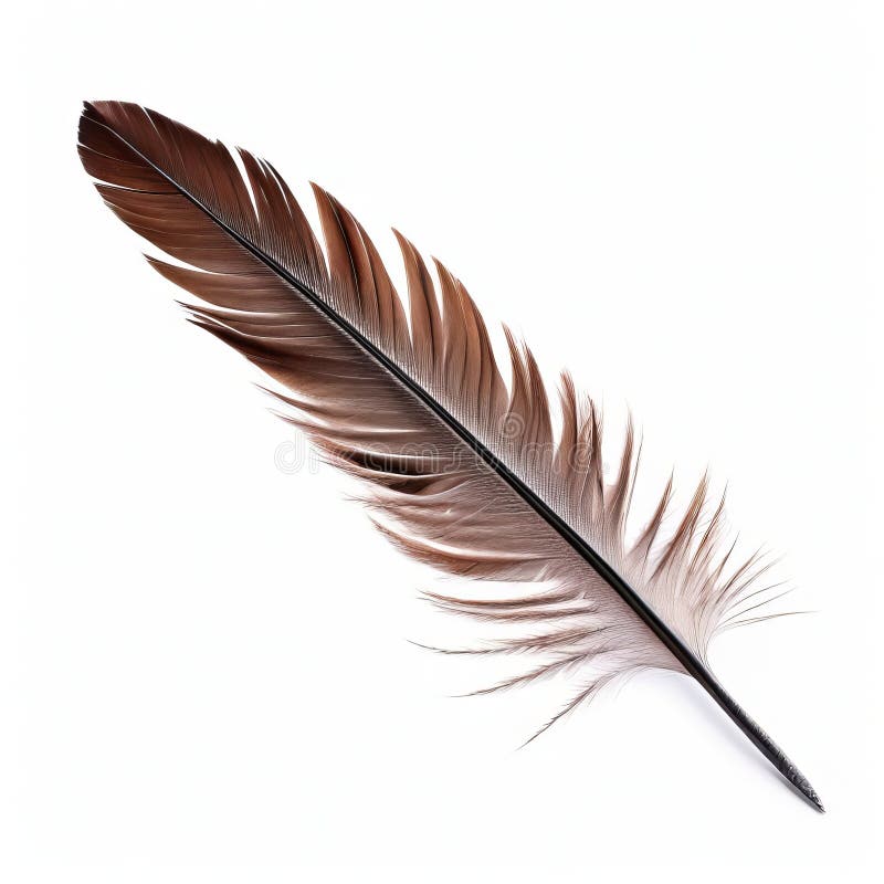 Vane the Flat Expanded Part of the Feather Formed by the Barbs Stock ...