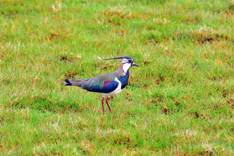 Vanellus vanellus stock image. Image of vanellus, bird - 40071977