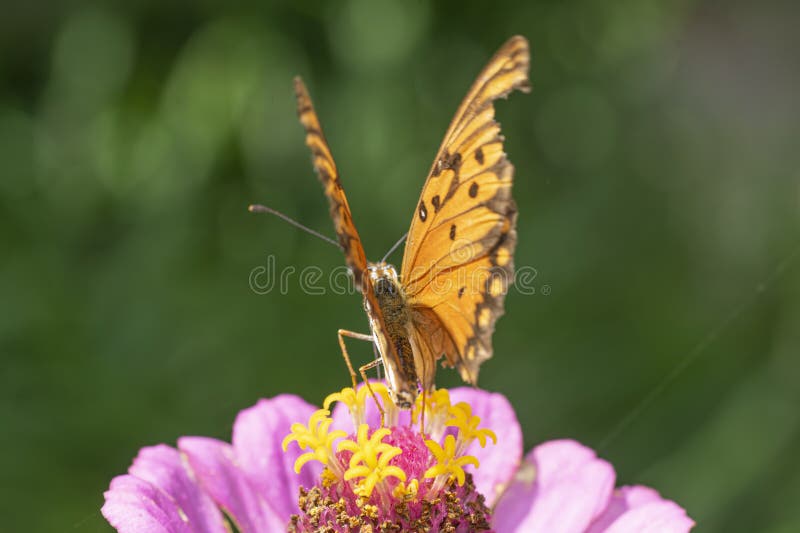 Vanesa Carye Stock Photos - Free & Royalty-Free Stock Photos from ...