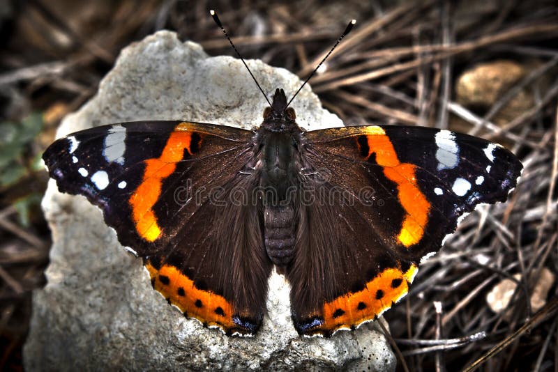 Red Admiral Butterfly (Vanessa Atalanta) Stock Image - Image of ...