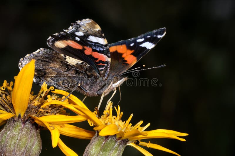 Vanessa Atalanta, Red Admiral Stock Photo - Image of beautiful, brown ...