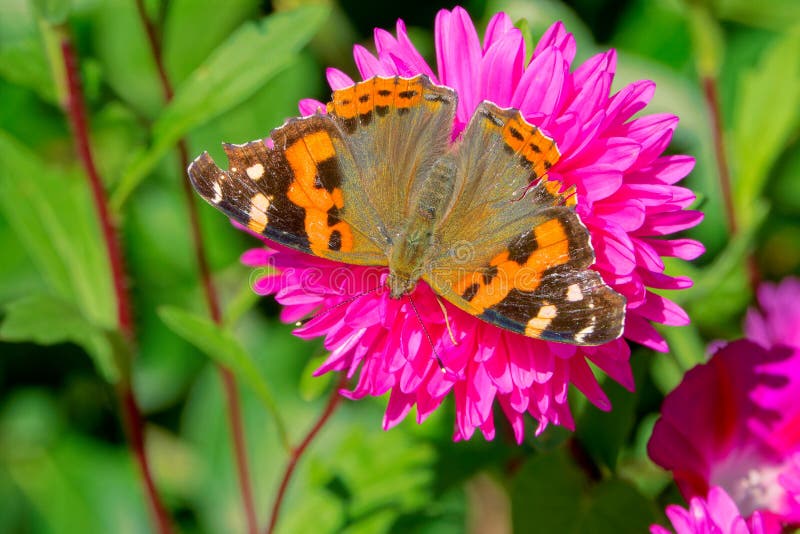 Vanessa indica stock image. Image of wild, vanessa, lepidoptera - 256410637