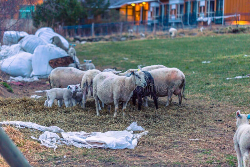 Vang, Norway - May 14, 2017: Herd of Sheep in the Village of Van ...