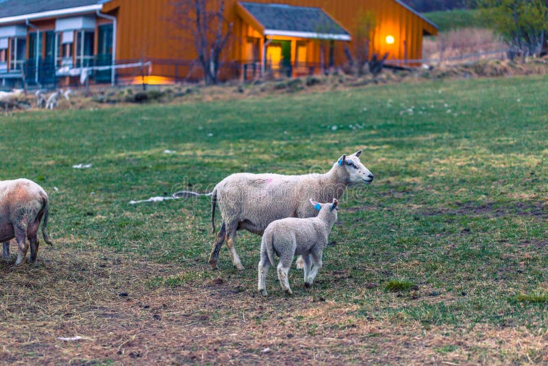 Vang, Norway - May 14, 2017: Herd of Sheep in the Village of Van Stock ...