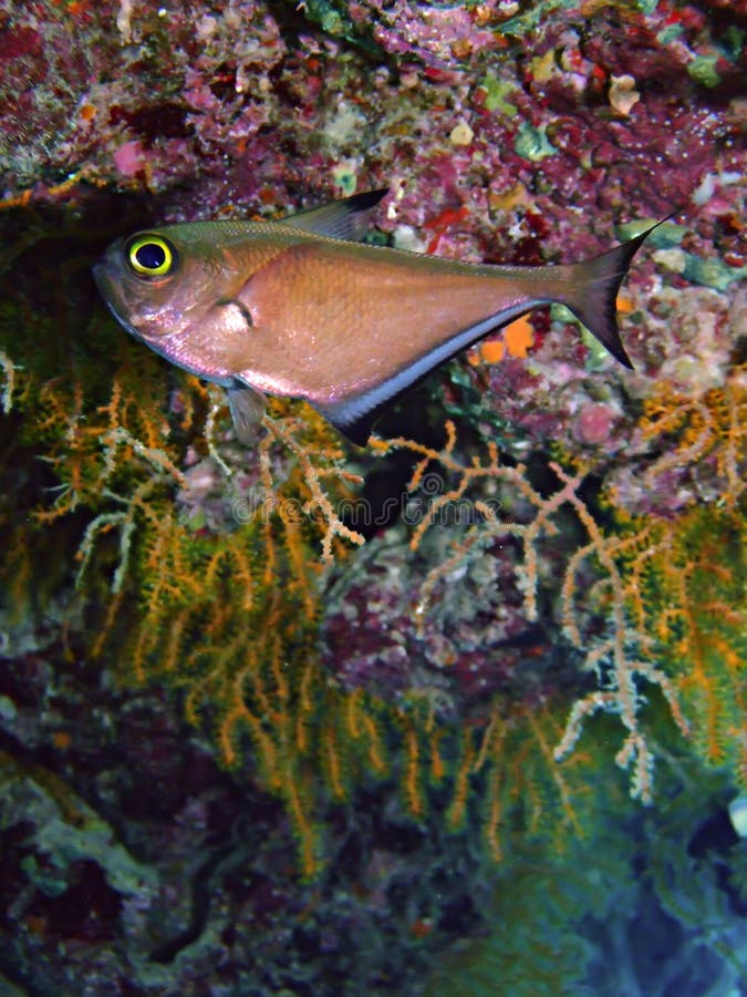 Vanikoro sweeper stock image. Image of vanikoro, ocean - 8460299