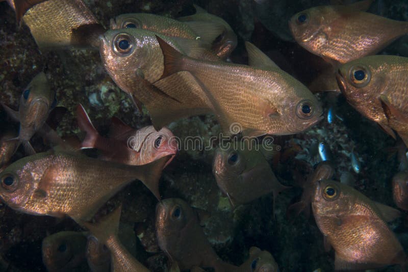Vanikoro Sweeper ,gathering in a Cave by the Reef Stock Photo - Image ...