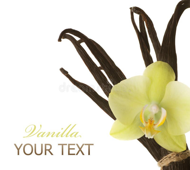 Vanilla stock photo. Image of bunch, blossoms, delicious - 12880008