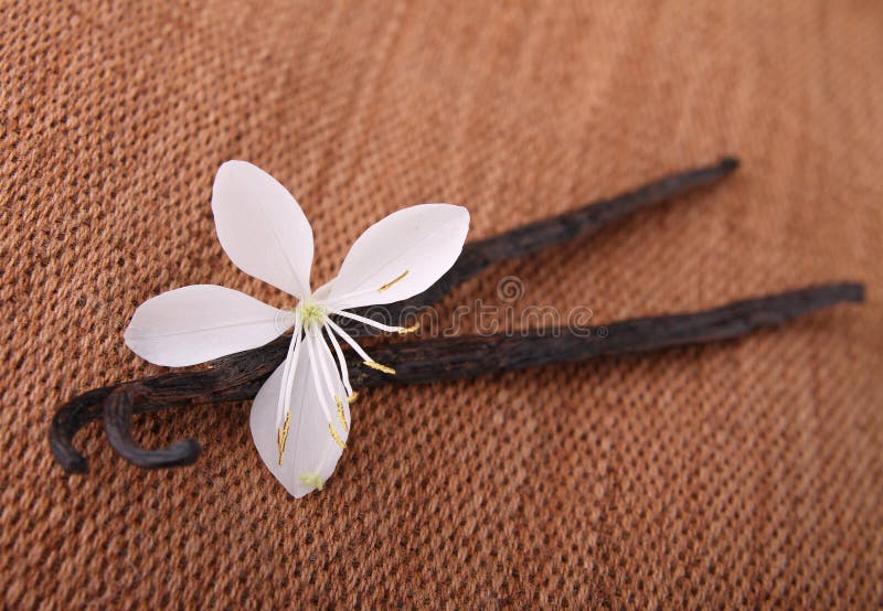 Vanilla stock image. Image of gourmet, cooking, spice - 20174835