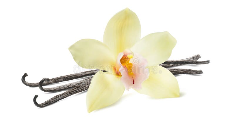 Vanilla Bean Flower on White Background Stock Photo - Image of vanilla ...