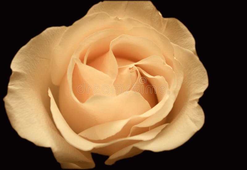 Vanilla Rose stock image. Image of delicate, light, floral - 3340195